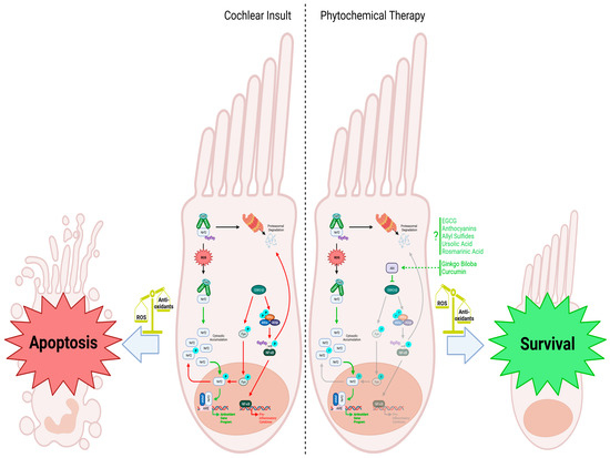 Unveiling the Role of Oxidative Stress in Cochlear Hair Cell Death ...