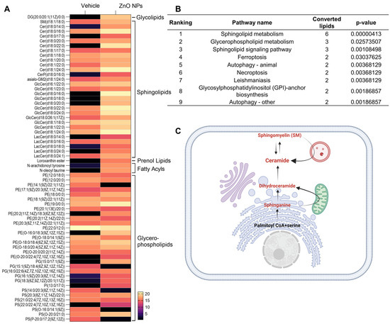 Lipidomics Analysis Unravels Aberrant Lipid Species and Pathways ...