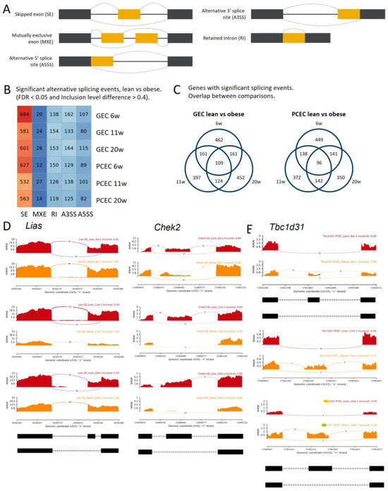 Renal Endothelial Single-Cell Transcriptomics Reveals Spatiotemporal ...
