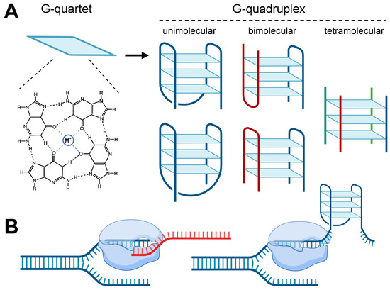 The Characterization of G-Quadruplexes in Tobacco Genome and Their ...