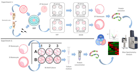 IJMS | Free Full-Text | Proteomic Analysis of Domestic Cat Blastocysts ...