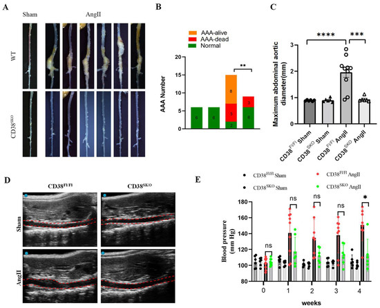 Smooth-Muscle-Cell-Specific Deletion of CD38 Protects Mice from AngII ...