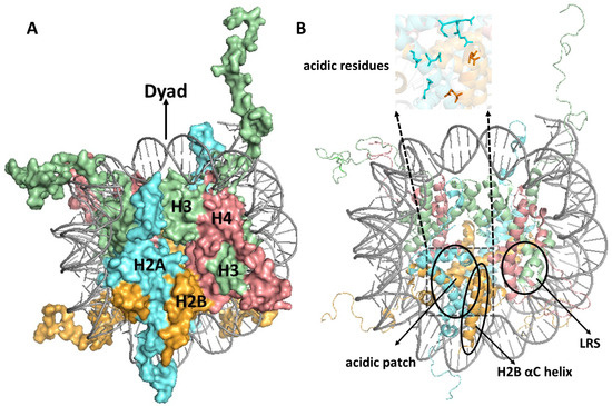 DNA Repair in Nucleosomes: Insights from Histone Modifications and Mutants