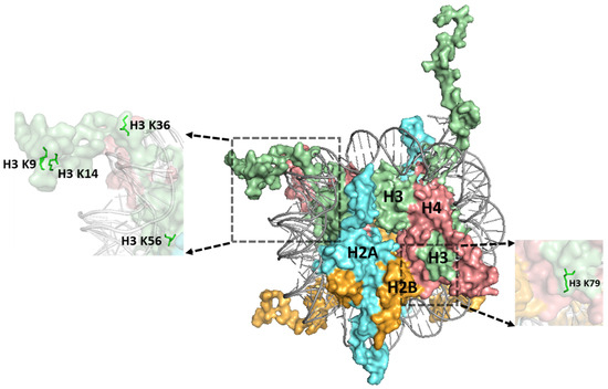 DNA Repair in Nucleosomes: Insights from Histone Modifications and Mutants
