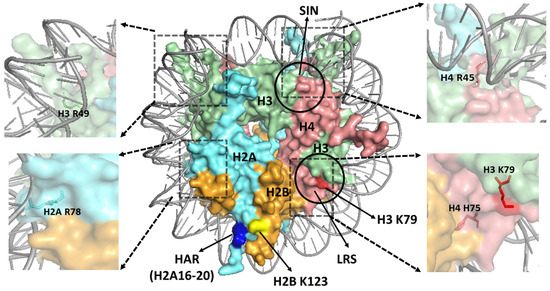 DNA Repair in Nucleosomes: Insights from Histone Modifications and Mutants