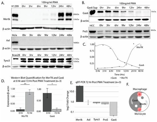 Regulation of Mertk Surface Expression via ADAM17 and γ-Secretase ...