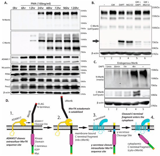 Regulation of Mertk Surface Expression via ADAM17 and γ-Secretase ...