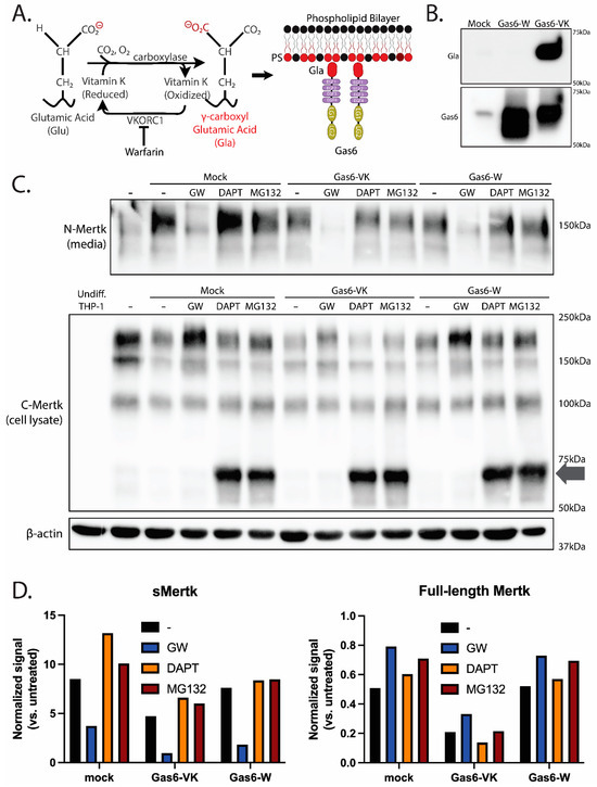 Regulation of Mertk Surface Expression via ADAM17 and γ-Secretase ...