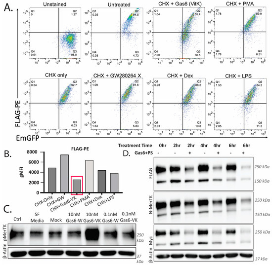 Regulation of Mertk Surface Expression via ADAM17 and γ-Secretase ...