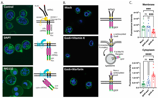 Regulation of Mertk Surface Expression via ADAM17 and γ-Secretase ...