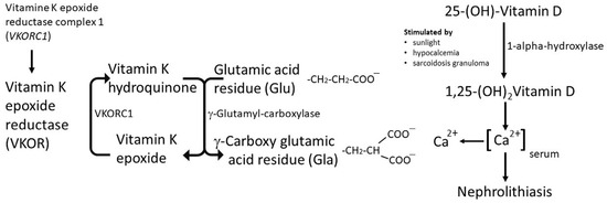 Is a Vitamin K Epoxide Reductase Complex Subunit 1 (VKORC1 ...