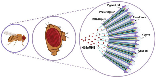 A Closer Look at Histamine in Drosophila