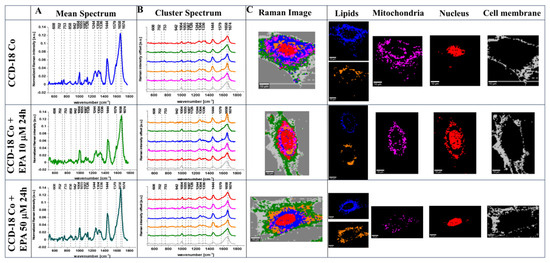 Raman Imaging—A Valuable Tool for Tracking Fatty Acid Metabolism—Normal and Cancer Human Colon ...