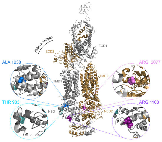IJMS | Free Full-Text | A Proximity Complementation Assay to Identify ...