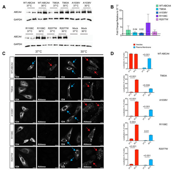 IJMS | Free Full-Text | A Proximity Complementation Assay to Identify ...