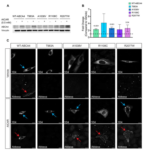 IJMS | Free Full-Text | A Proximity Complementation Assay to Identify ...