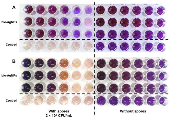 Antifungal Properties of Bio-AgNPs against D. pinodes and F. avenaceum ...