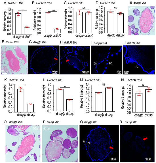 RNA Interference-Mediated Suppression of Ecdysone Signaling Inhibits ...