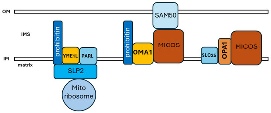 OMA1-Mediated Mitochondrial Dynamics Balance Organellar Homeostasis ...
