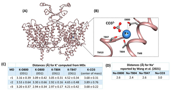 K+-Driven Cl−/HCO3− Exchange Mediated by Slc4a8 and Slc4a10