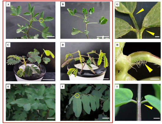 Mechanism of the Pulvinus-Driven Leaf Movement: An Overview