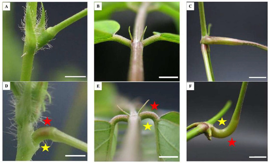 IJMS | Free Full-Text | Mechanism of the Pulvinus-Driven Leaf Movement ...