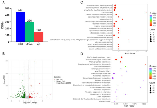 ZmNAC17 Regulates Mesocotyl Elongation by Mediating Auxin and ROS ...