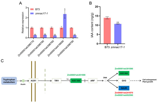 ZmNAC17 Regulates Mesocotyl Elongation by Mediating Auxin and ROS ...