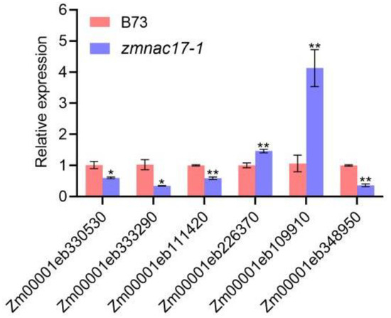 ZmNAC17 Regulates Mesocotyl Elongation by Mediating Auxin and ROS ...