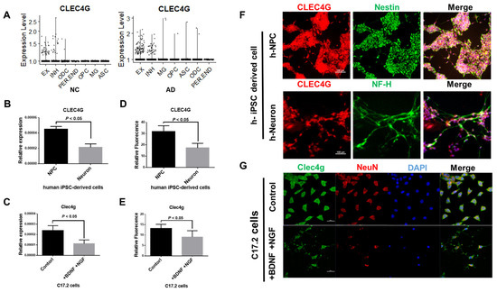 Reduced Expression of CLEC4G in Neurons Is Associated with Alzheimer’s ...