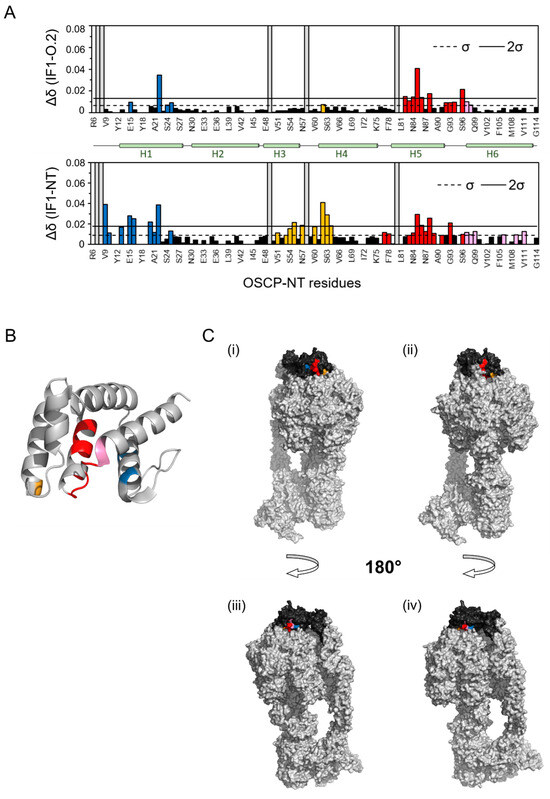 IJMS | Free Full-Text | Peptides Targeting the IF1–ATP Synthase Complex ...