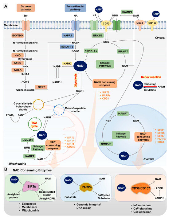 A Molecular Perspective and Role of NAD+ in Ovarian Aging