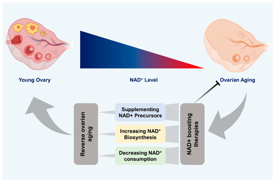 IJMS | Free Full-Text | A Molecular Perspective and Role of NAD+ in ...