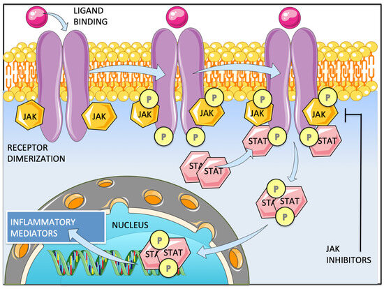 Inhibition of the JAK-STAT Pathway in the Treatment of Psoriasis: A ...