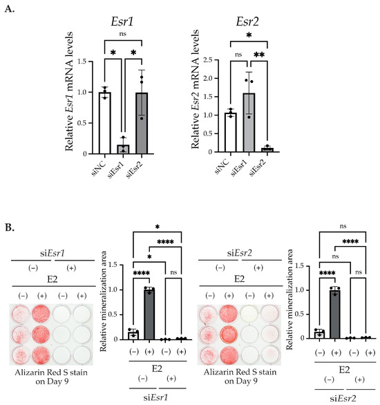 17β-Estradiol (E2) Activates Matrix Mineralization through Genomic ...