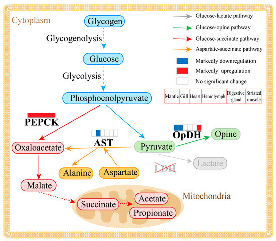 The Glucose–Succinate Pathway: A Crucial Anaerobic Metabolic Pathway in ...