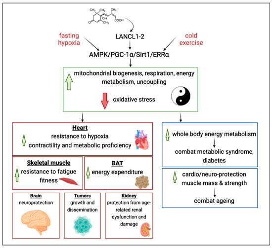 Estrogen-Related Receptor α: A Key Transcription Factor in the ...