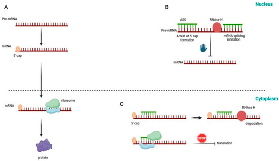 Antisense Oligonucleotides (ASOs) in Motor Neuron Diseases: A Road to ...