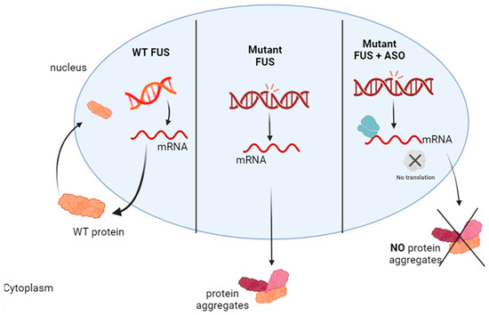 Antisense Oligonucleotides (ASOs) in Motor Neuron Diseases: A Road to ...