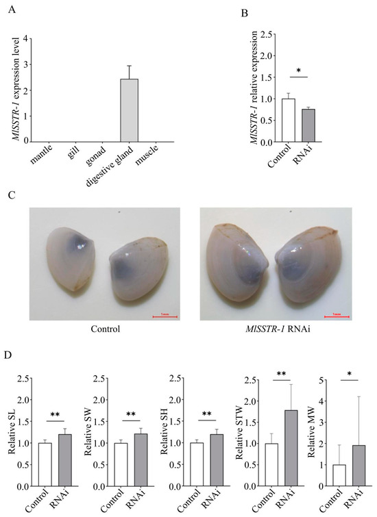 Somatostatin Receptor Gene Functions in Growth Regulation in Bivalve ...
