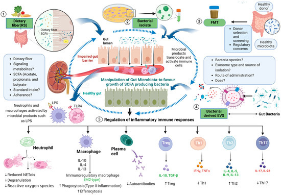 Unravelling the Link between the Gut Microbiome and Autoimmune Kidney ...
