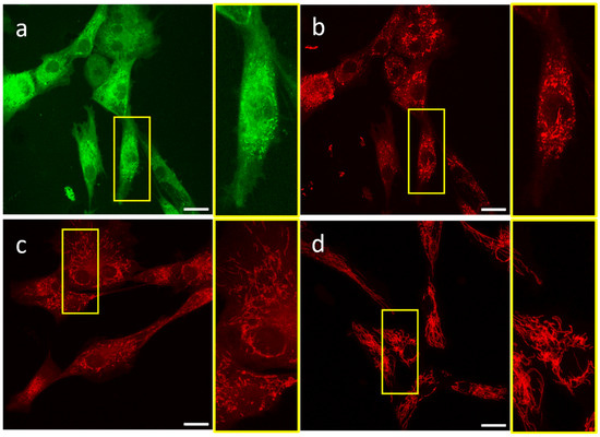 Spinning Disk Confocal Microscopy for Optimized and Quantified Live ...