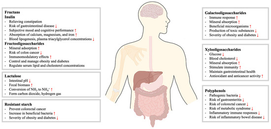 The Role of Prebiotics in Modulating Gut Microbiota: Implications for ...