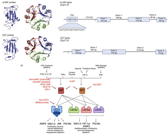Macrophage Migration Inhibitory Factor (MIF) and D-Dopachrome ...