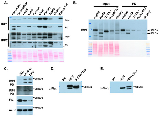 Using Biotinylated Iron-Responsive Element to Analyze the Activity of ...
