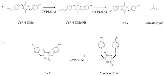 Structure–Function Analysis of the Essential Mycobacterium tuberculosis ...