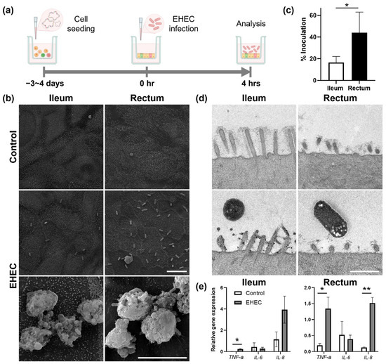 Differential Colonization and Mucus Ultrastructure Visualization in ...