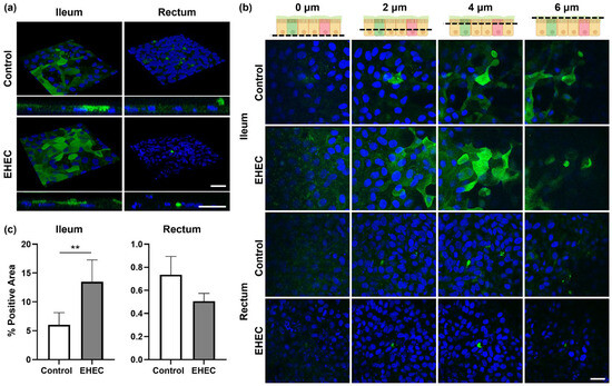 Differential Colonization and Mucus Ultrastructure Visualization in ...