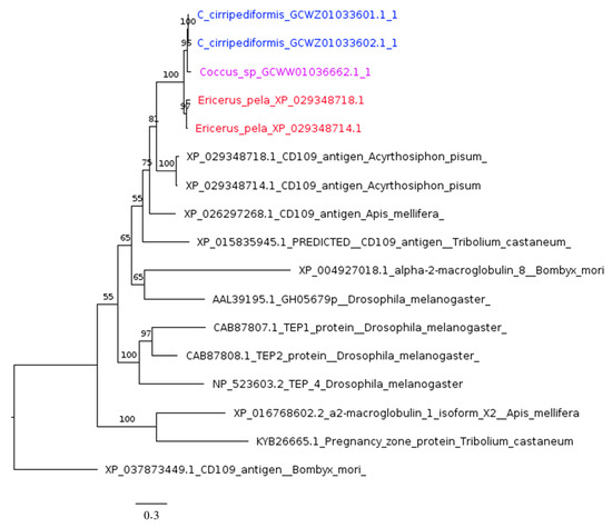 IJMS | Free Full-Text | Immune Gene Repertoire of Soft Scale Insects ...