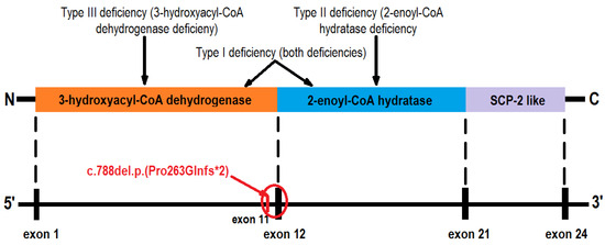 D-Bifunctional Protein Deficiency Diagnosis—A Challenge in Low Resource ...